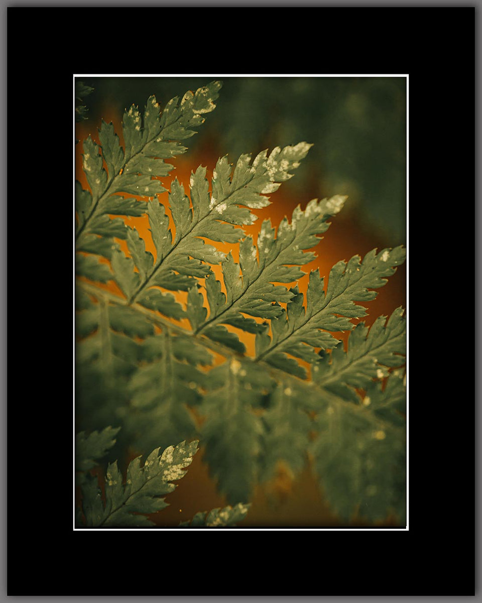 Fern – Will Simpson Photography
